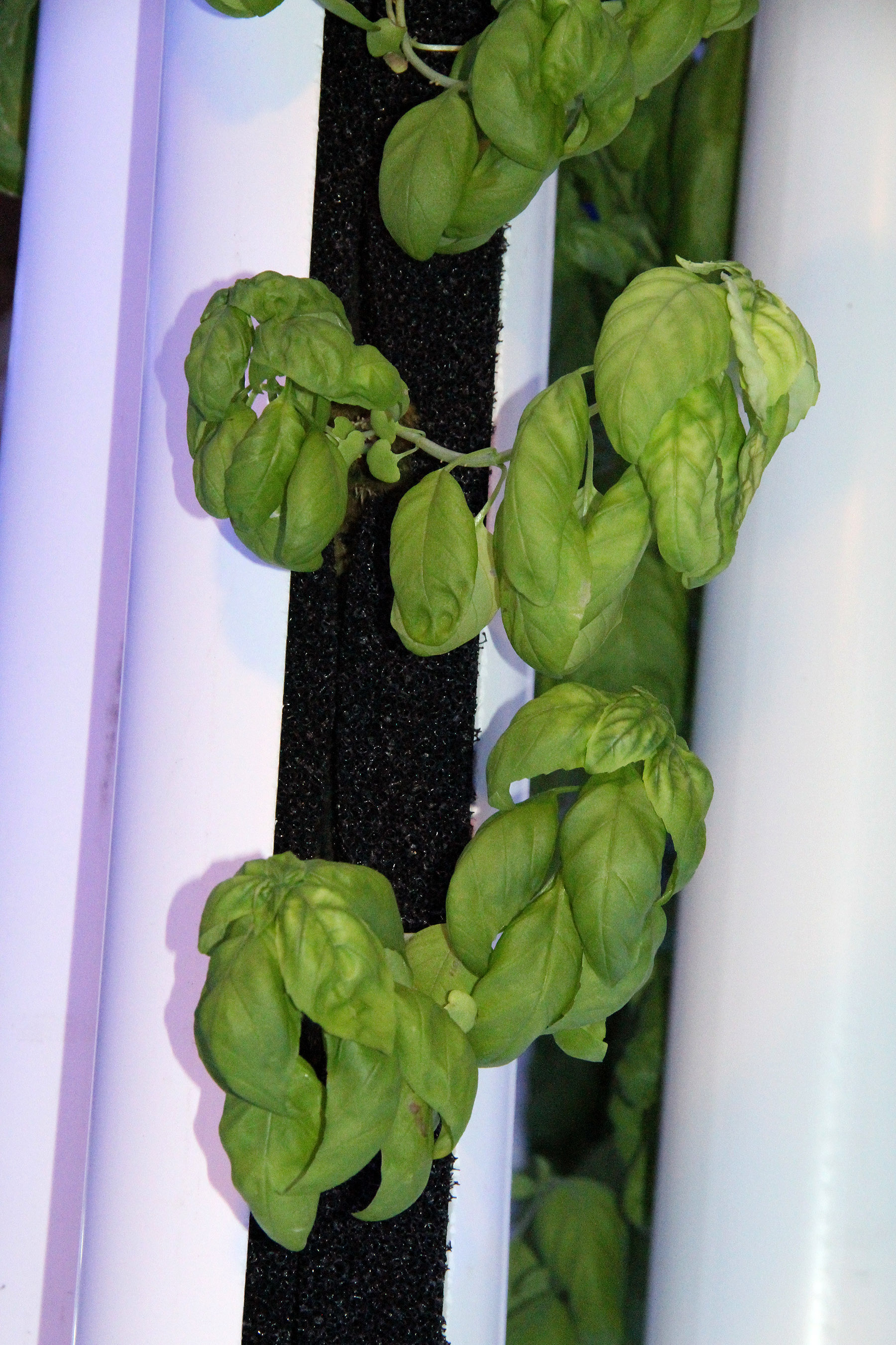 Beyond Leafy LLC grows fresh, local basil for Sitka market using ...