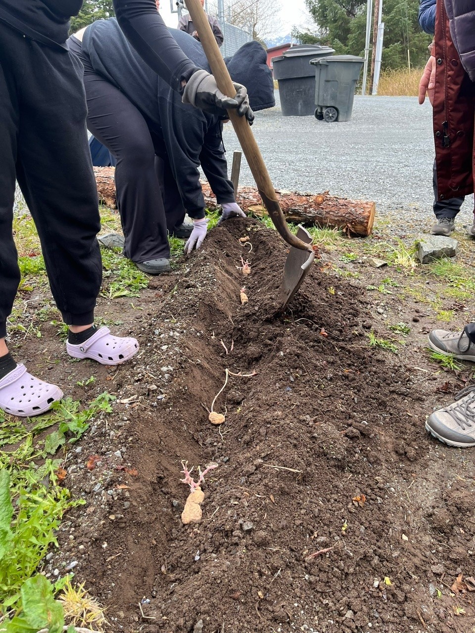Sitka Ranger District, Sitka Tribe to harvest Tlingít potato garden ...